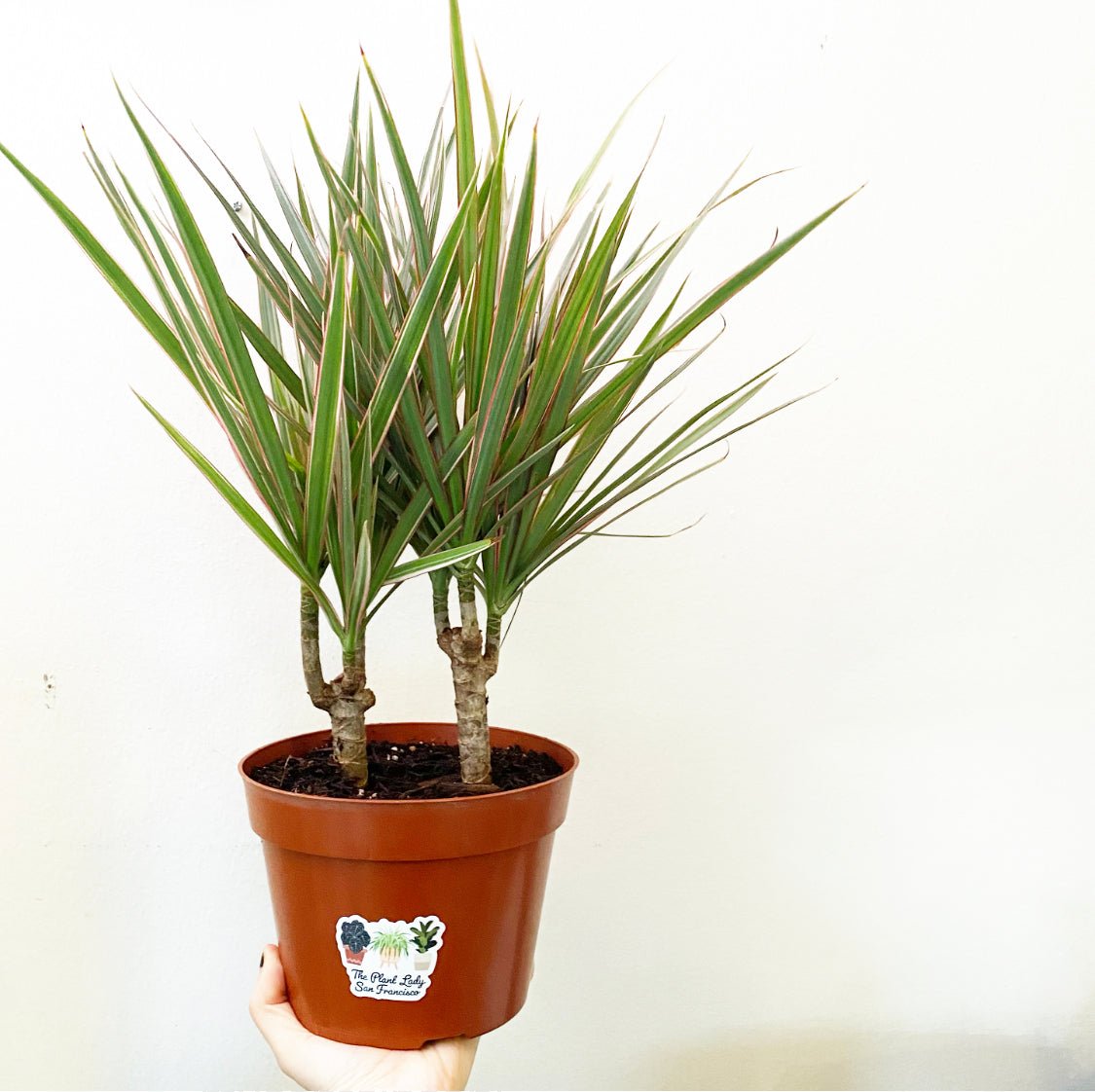 dracaena marginata red