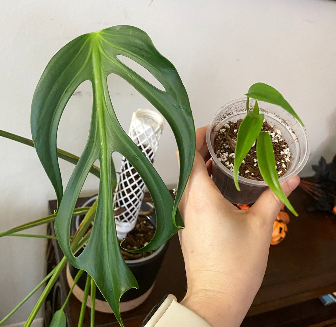 Monstera 'Burle Marx Flame' – The Plant Lady SF