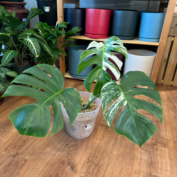 Monstera 'Albo' (Monstera deliciosa var. borsigiana albo-variegata ...