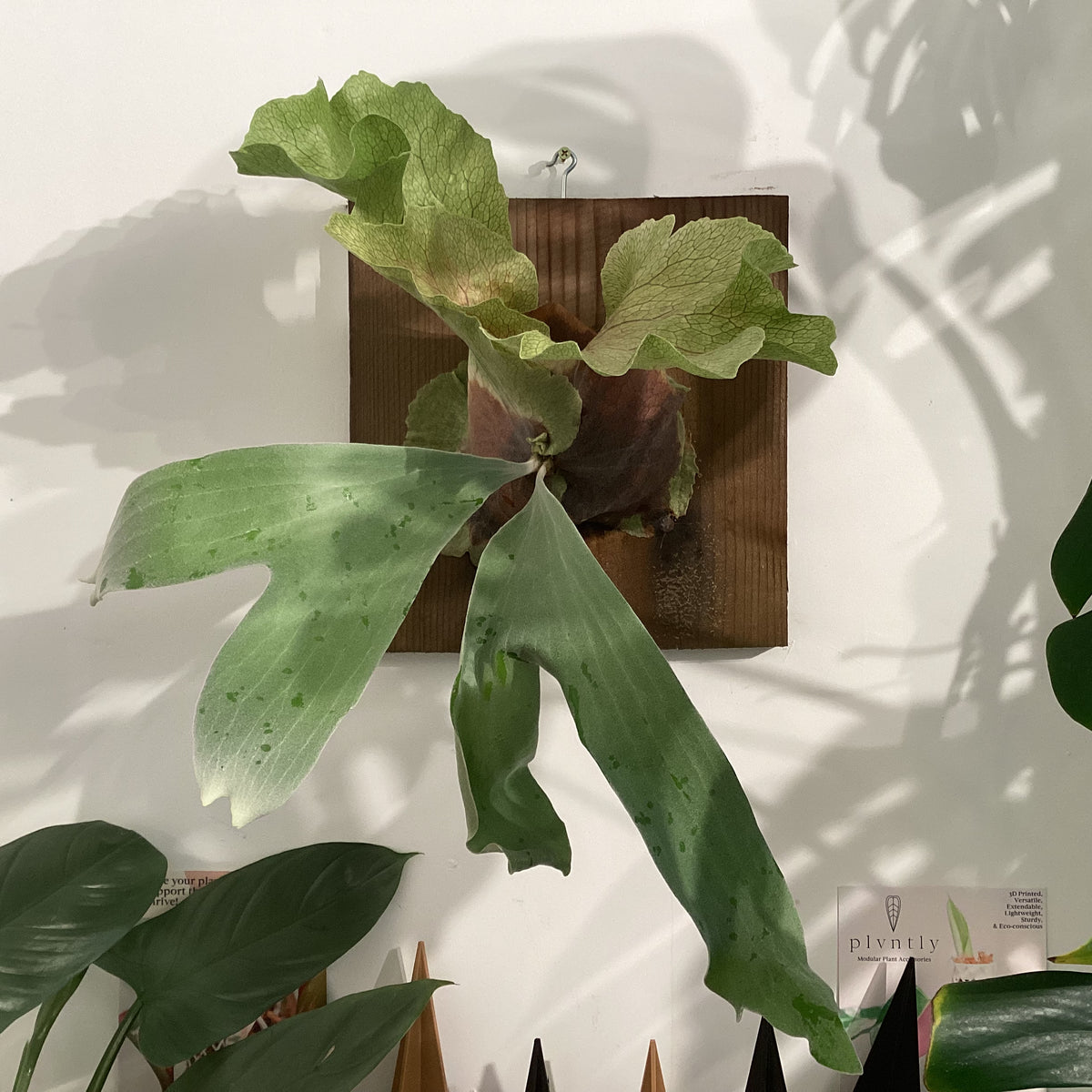 Platycerium stemaria (Triangle Staghorn Fern) – The Plant Lady SF