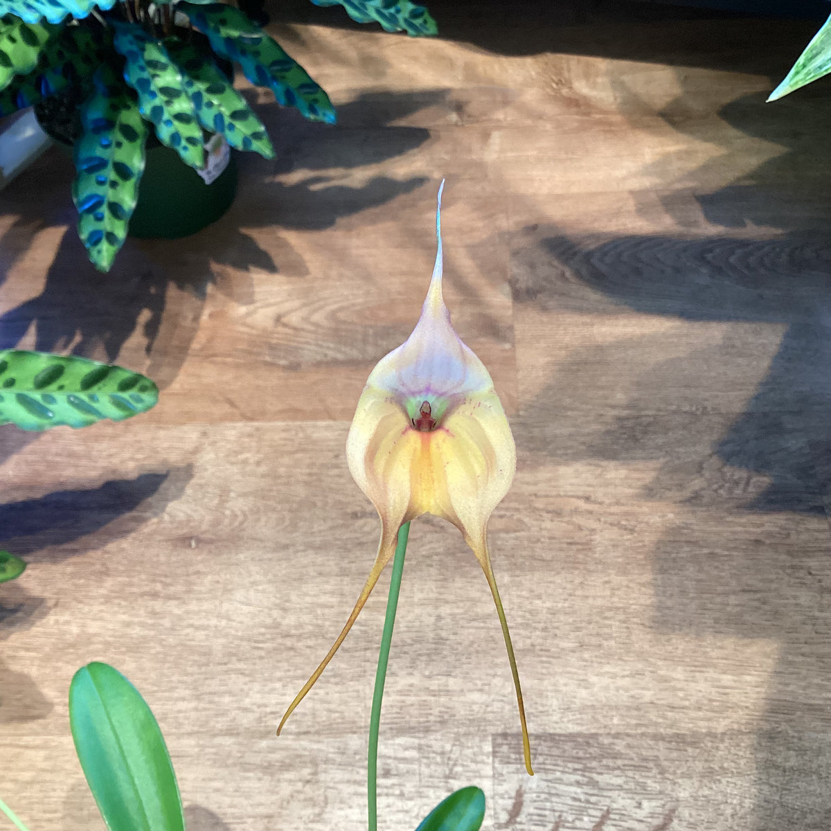 Masdevallia (MGH ‘Sheryll’ x Golden Angel ‘Pacho’) – The Plant Lady SF