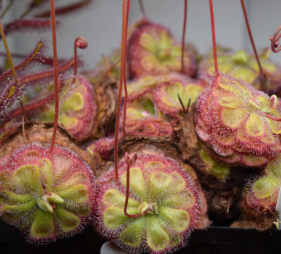 Drosera admirabilis "Floating" – The Plant Lady SF
