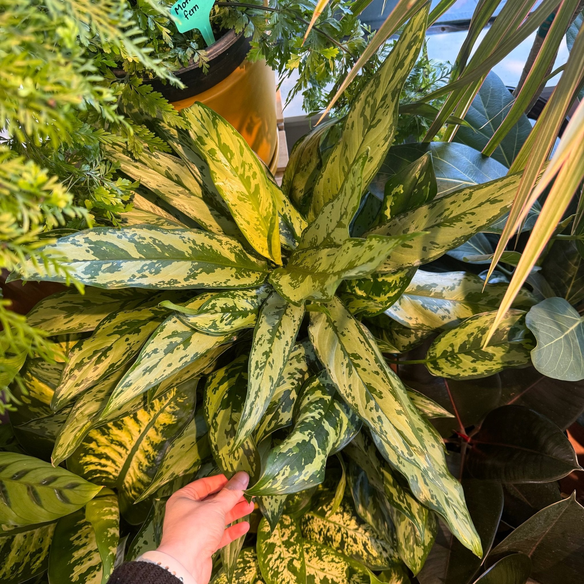 Aglaonema Romeo – The Plant Lady SF