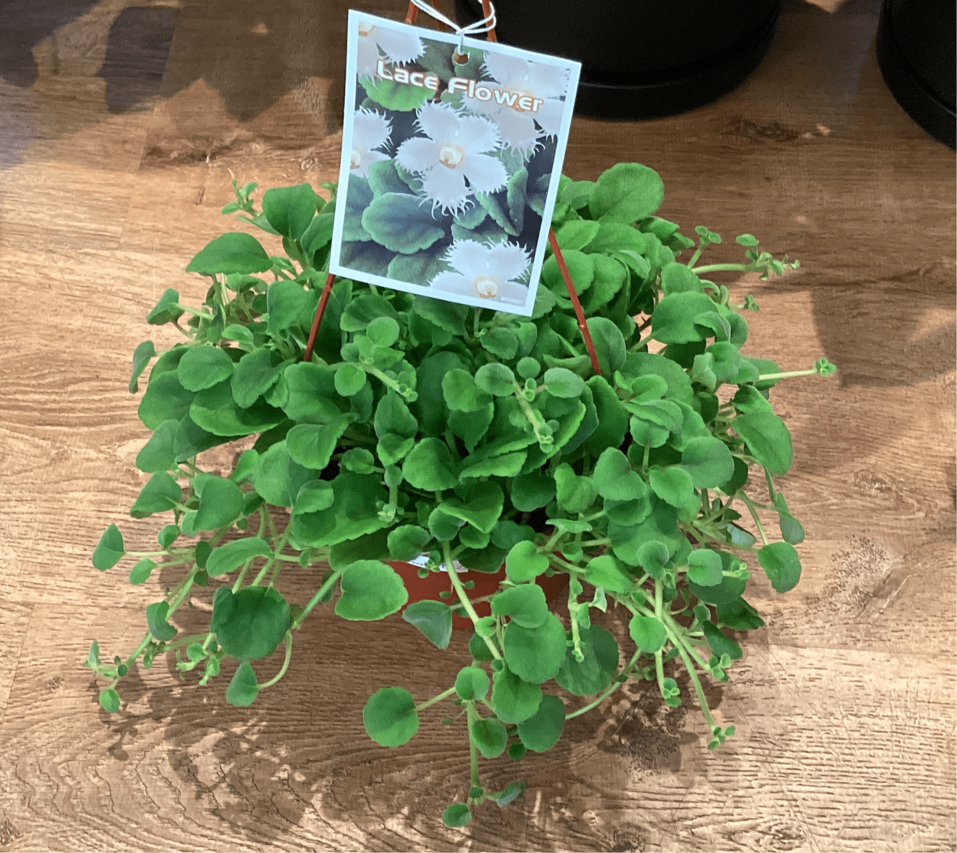 Alsobia dianthiflora (Lace Flower) – The Plant Lady SF