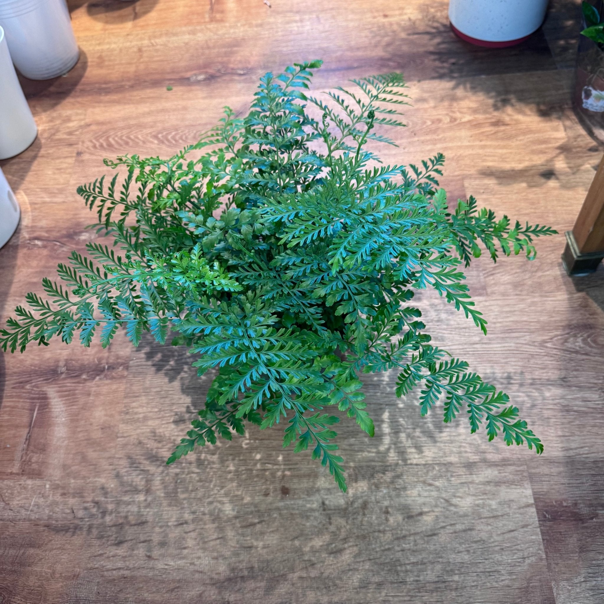 Asplenium dimorphum (Austral Gem Fern) – The Plant Lady SF
