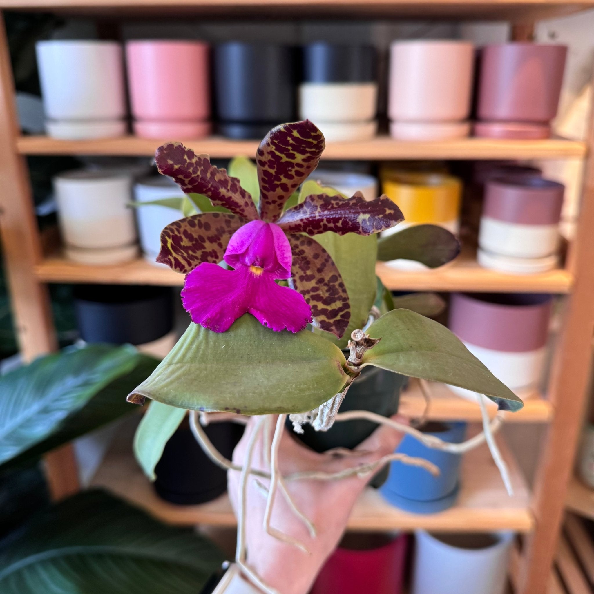 Cattleya Peckhaviensis – The Plant Lady SF
