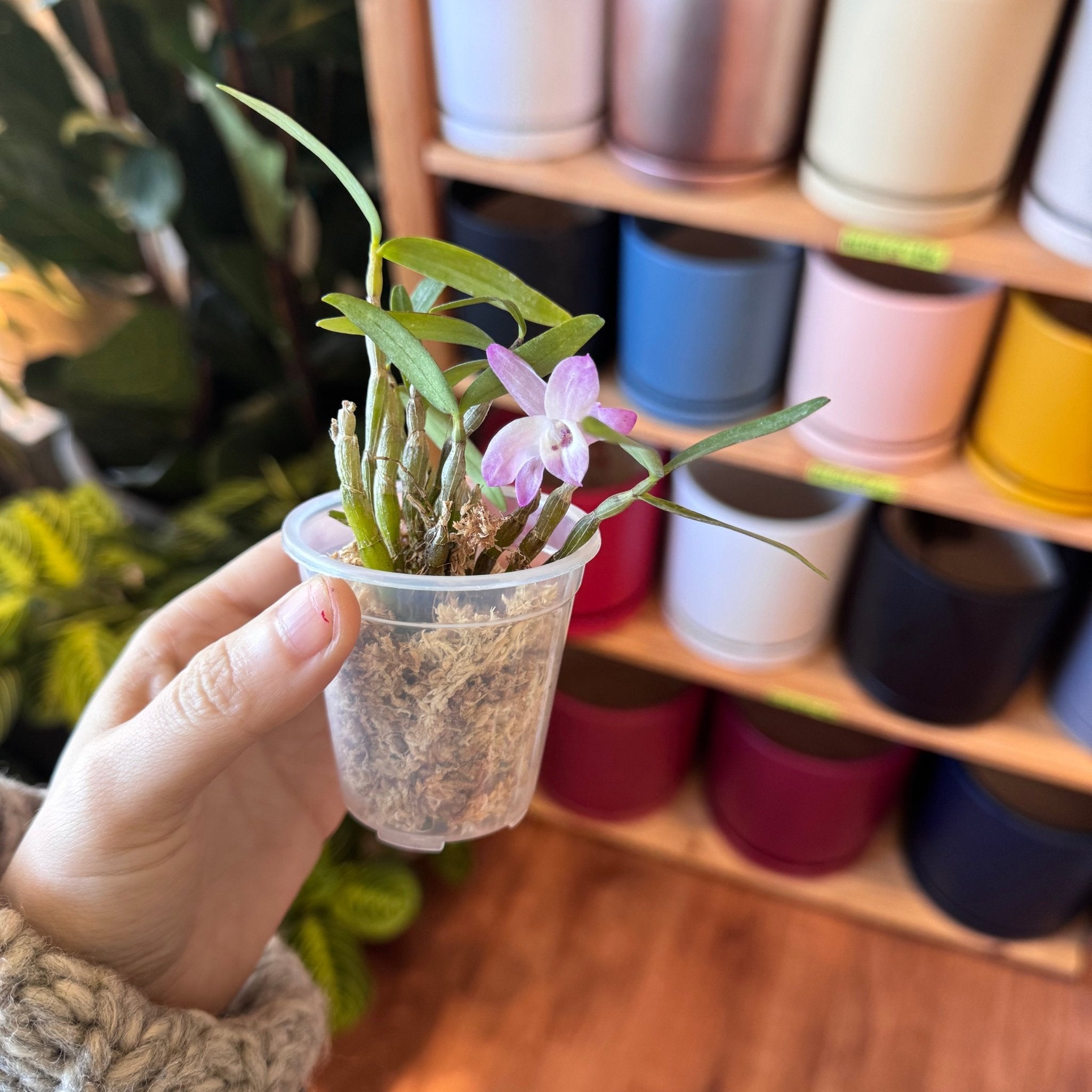 Dendrobium moniliforme Red Flowers – The Plant Lady SF
