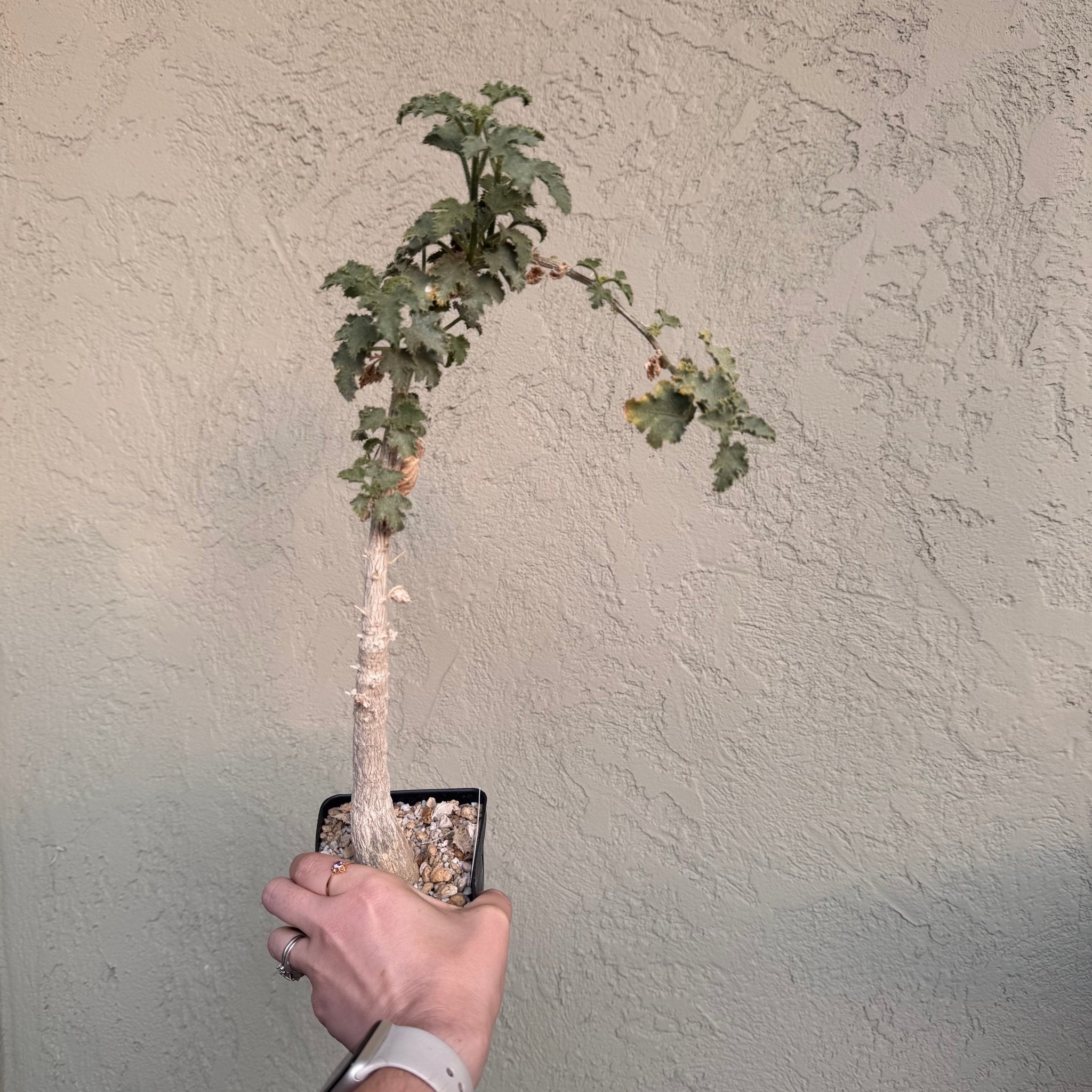 Dendrosicyos socotrana – The Plant Lady SF