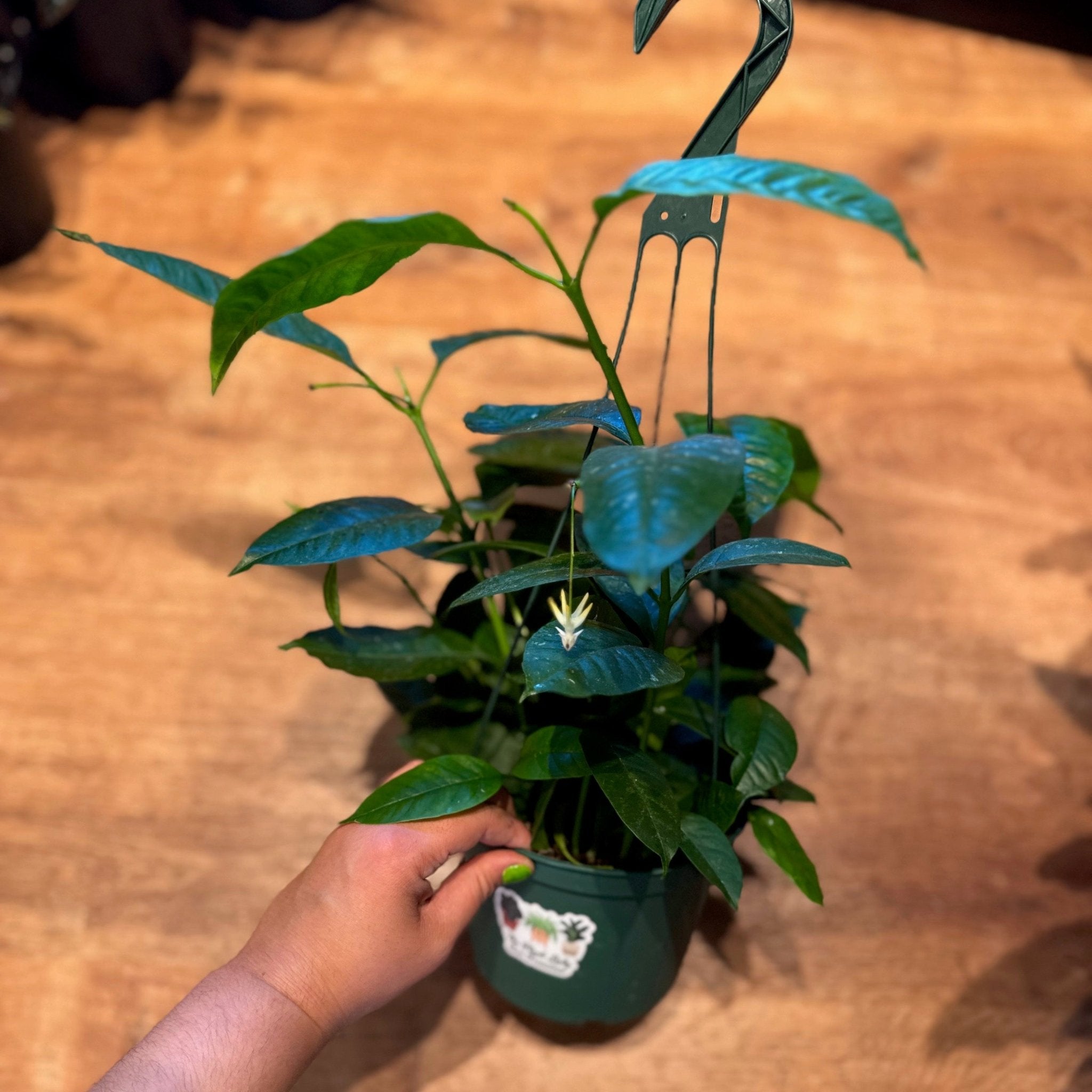 Hoya multiflora (Shooting Star Hoya) – The Plant Lady SF