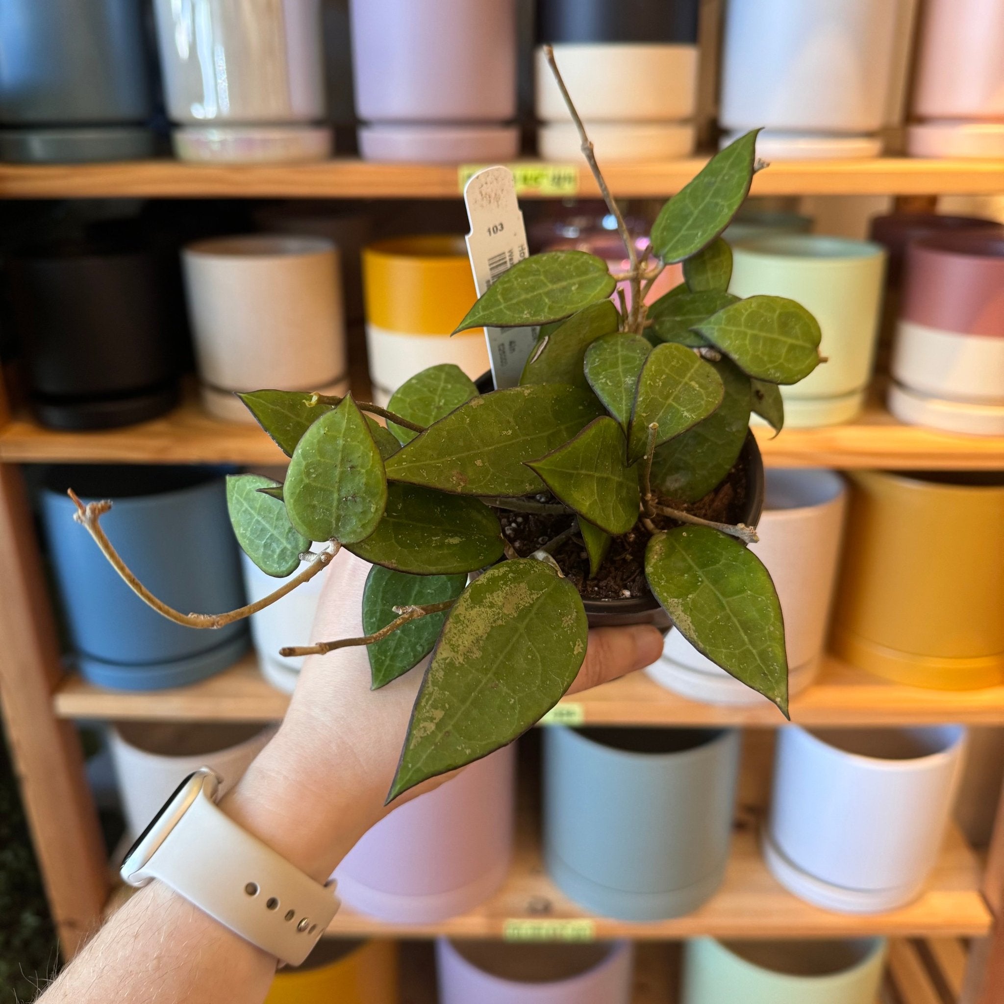 Hoya parasitica 'Black Margin' – The Plant Lady SF