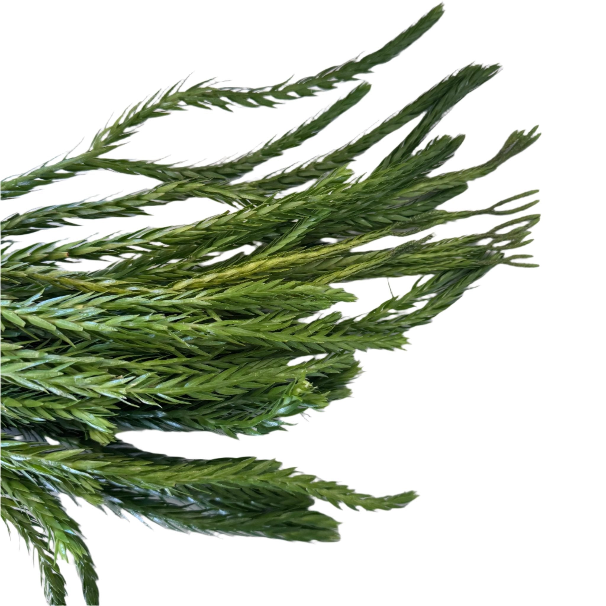 Huperzia sp. "Solson" – The Plant Lady SF