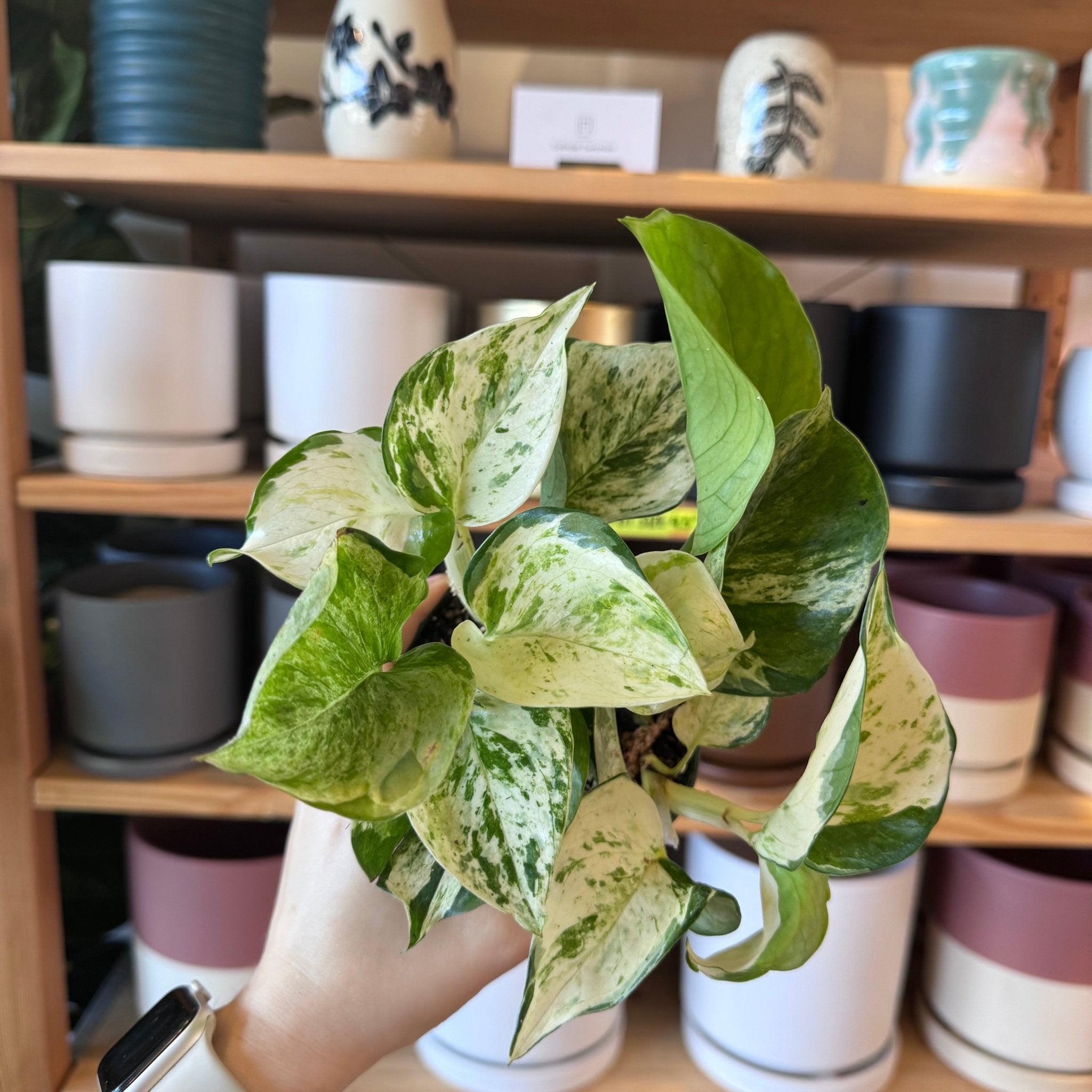 Manjula Pothos – The Plant Lady SF