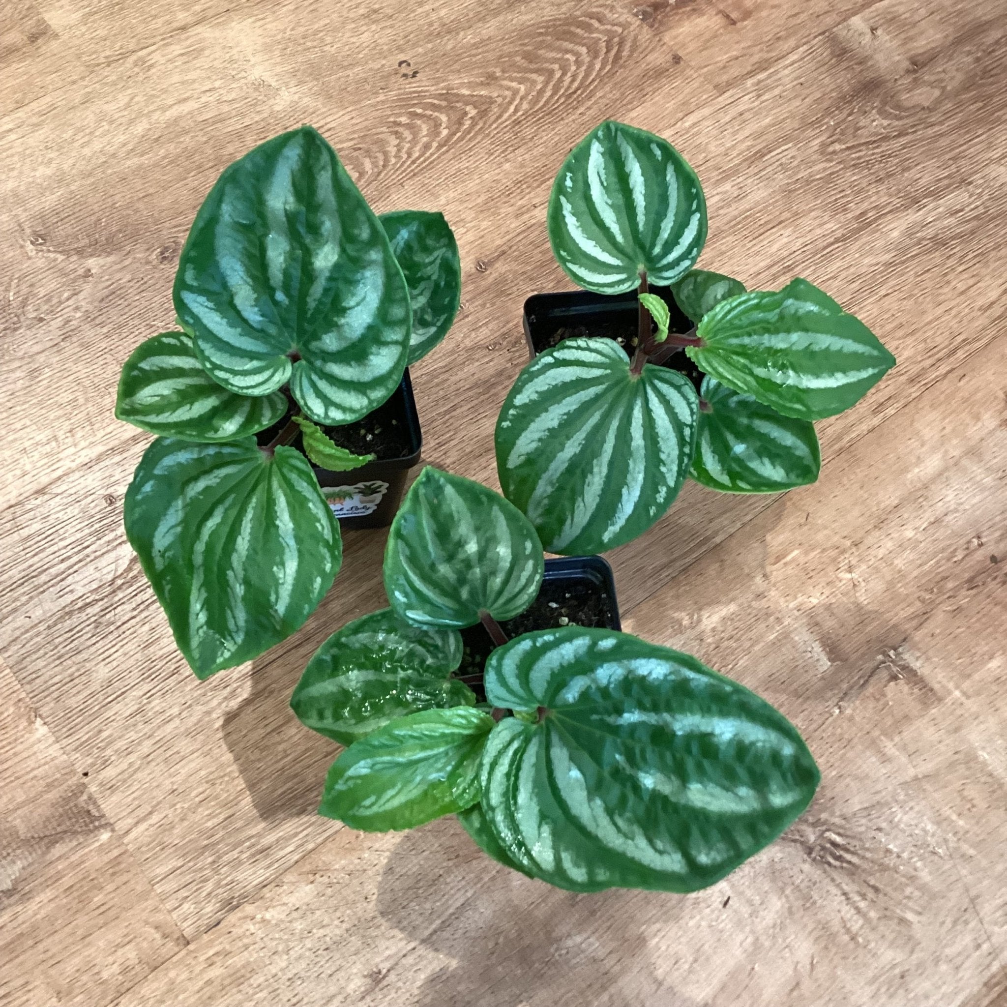 Peperomia sp. Ecuador – The Plant Lady SF