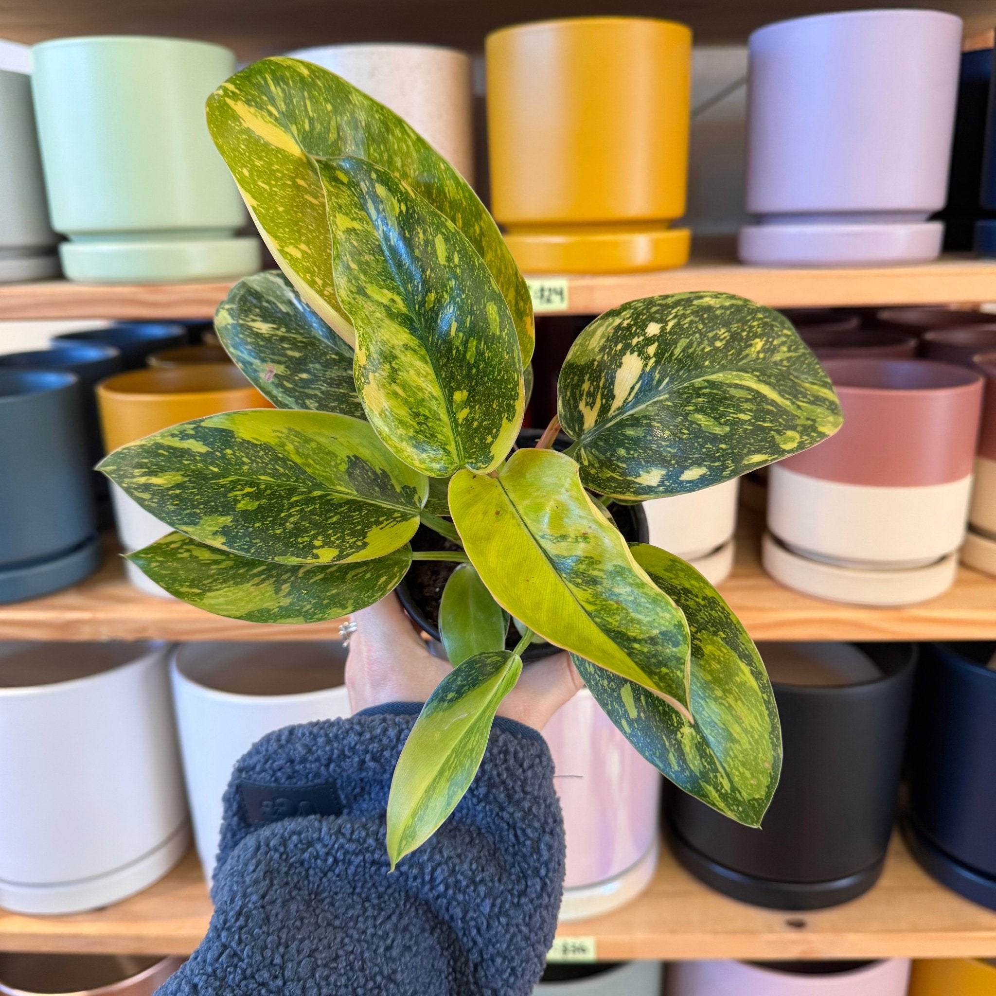 Philodendron Green Congo 'Copper Flame' AKA "Nuclear" – The Plant Lady SF