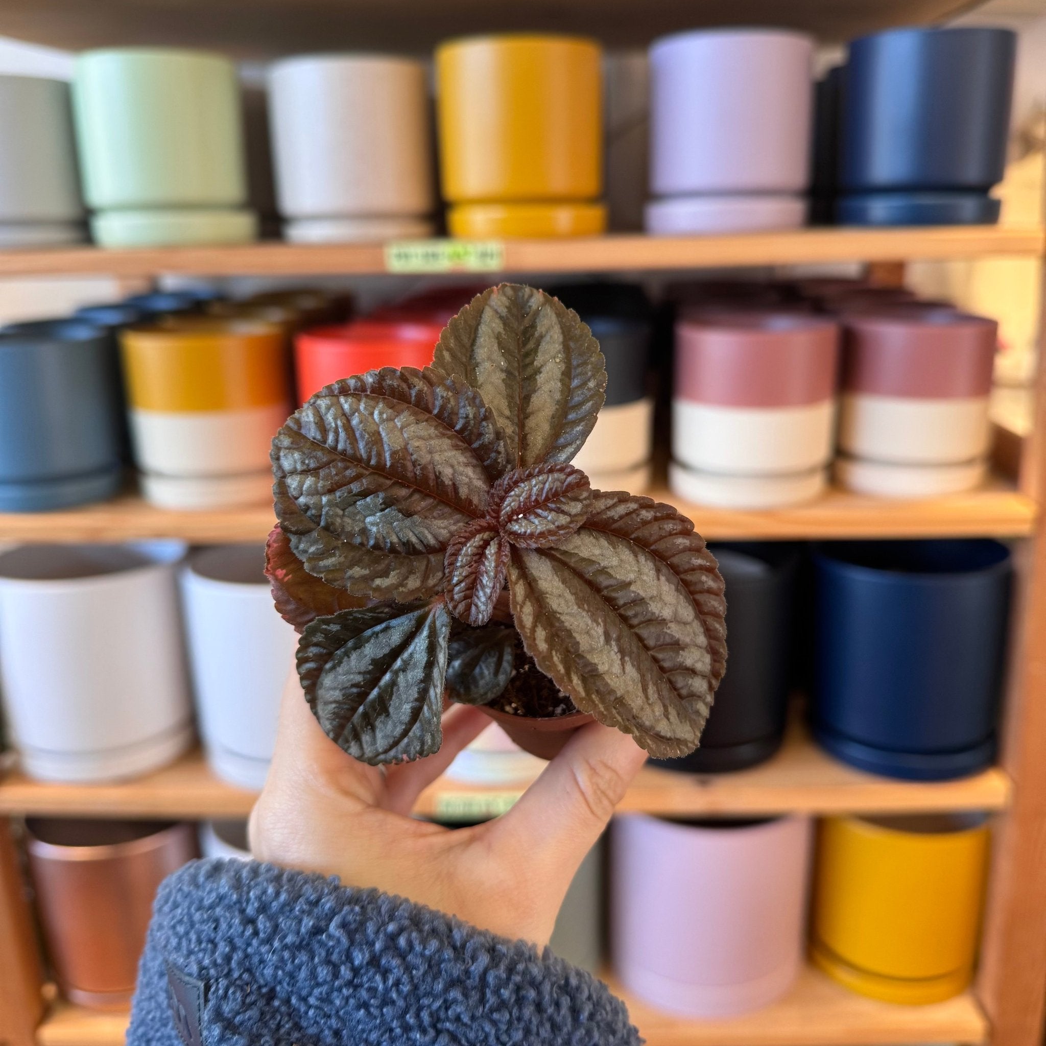 Pilea "Pan Am" – The Plant Lady SF