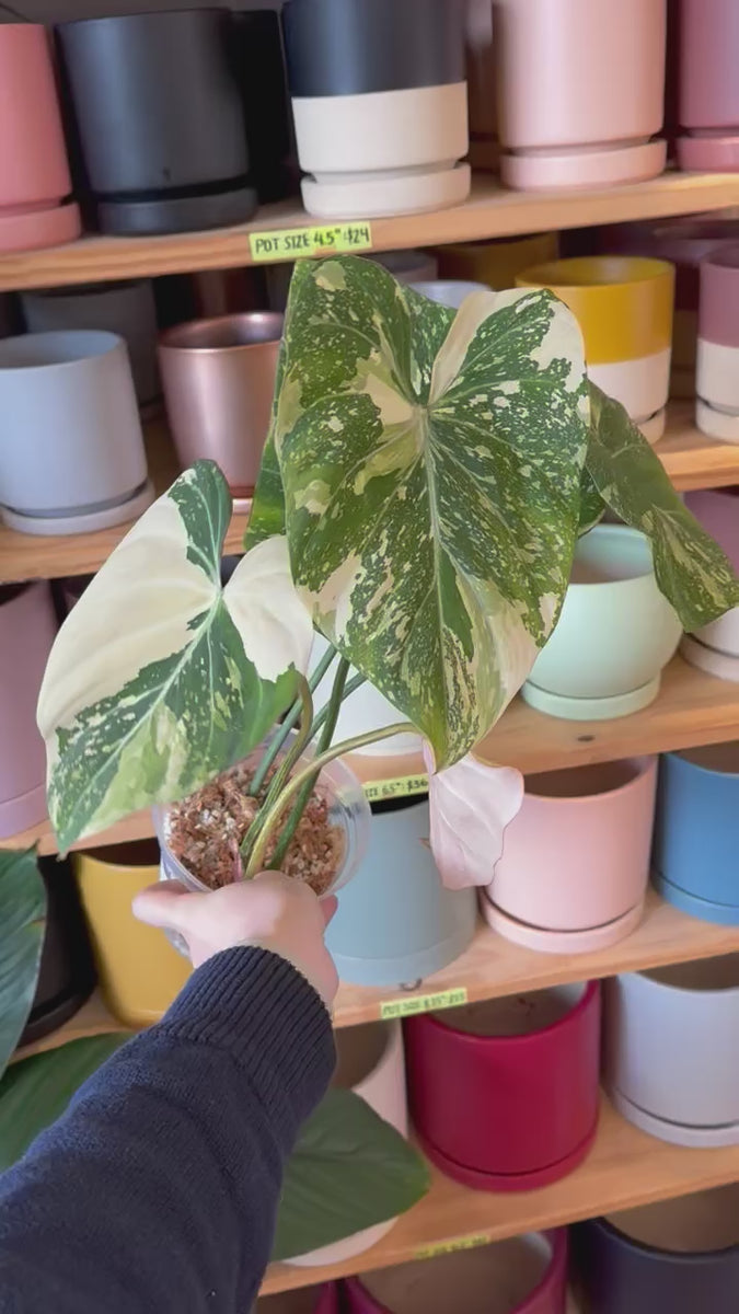 Philodendron gloriosum "Aurea Variegated" – The Plant Lady SF