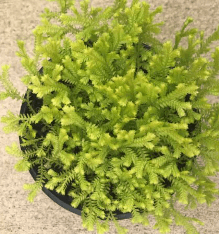 Selaginella kraussiana 'Aurea' – The Plant Lady SF