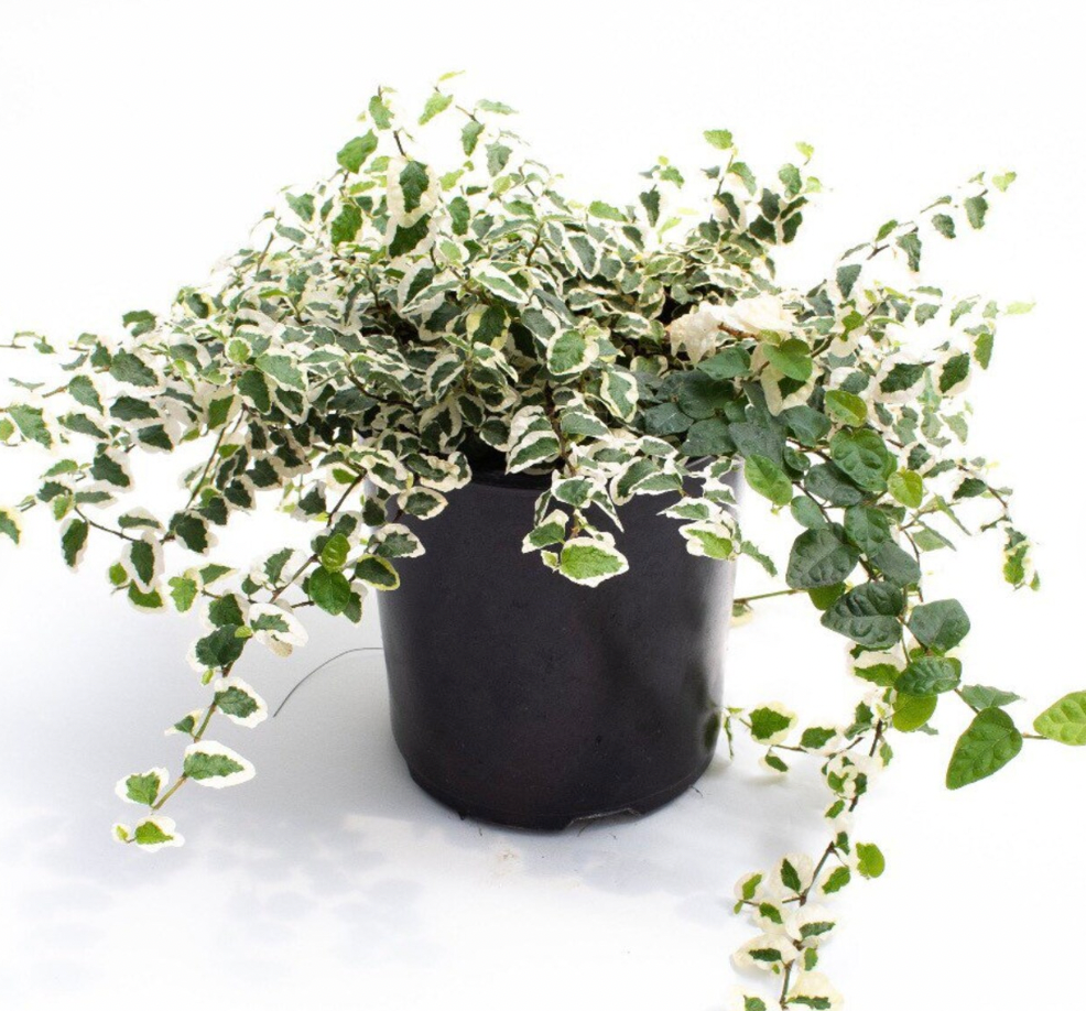 Ficus pumila "Repens" AKA Creeping Ficus – The Plant Lady SF