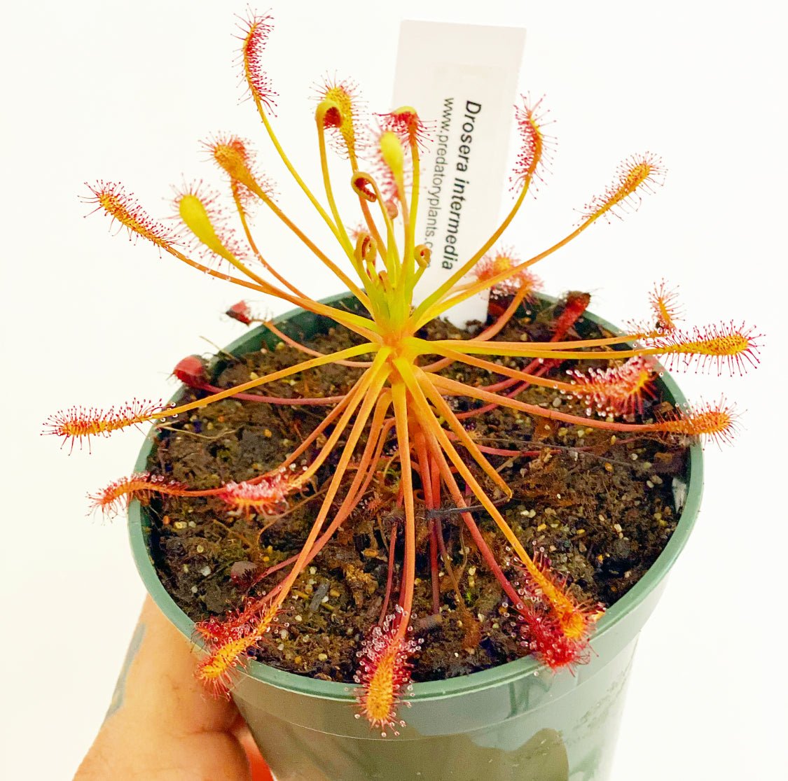 Drosera intermedia – The Plant Lady SF