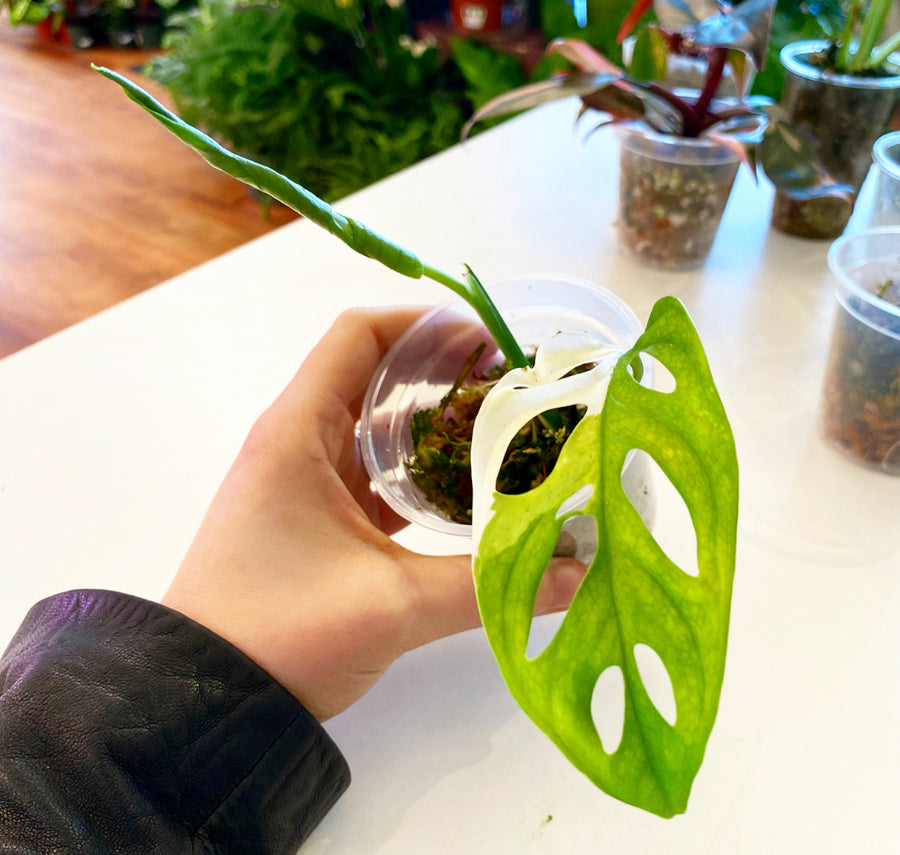 Monstera adansonii ‘Japanese tri-color’ - Variegated – The Plant Lady SF