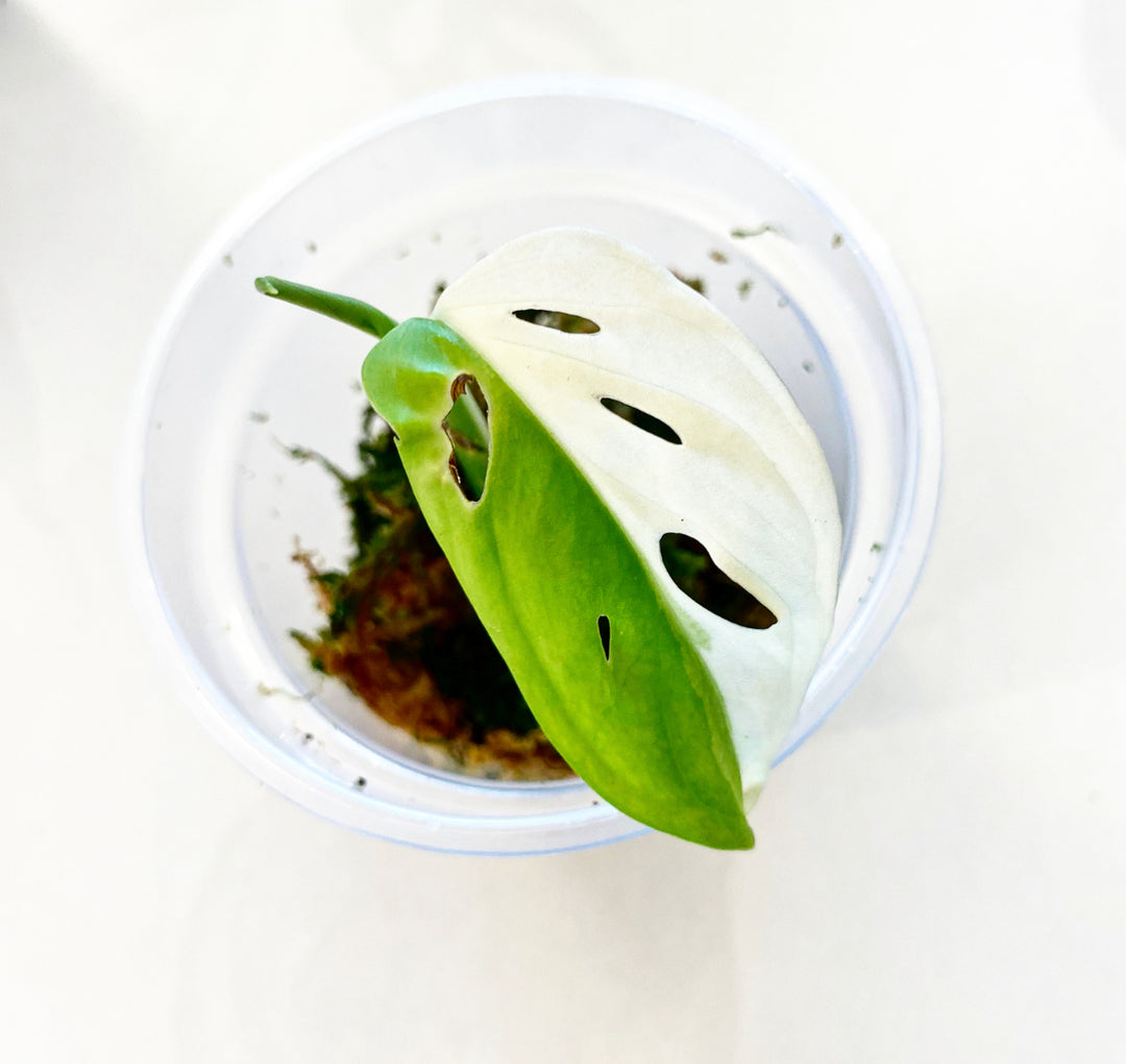 Monstera adansonii ‘Japanese tri-color’ - Variegated – The Plant Lady SF