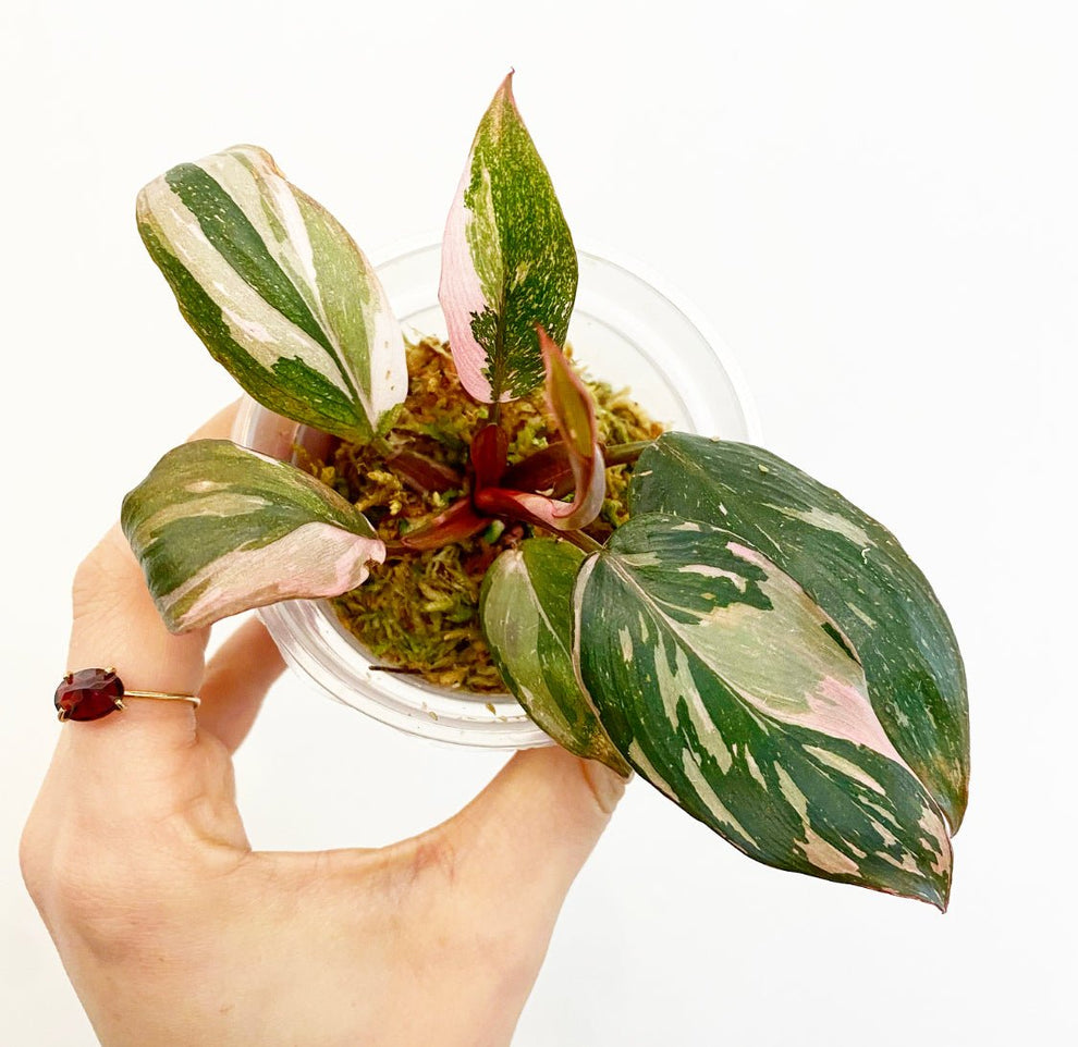 Philodendron Pink Princess “Marble” – The Plant Lady SF
