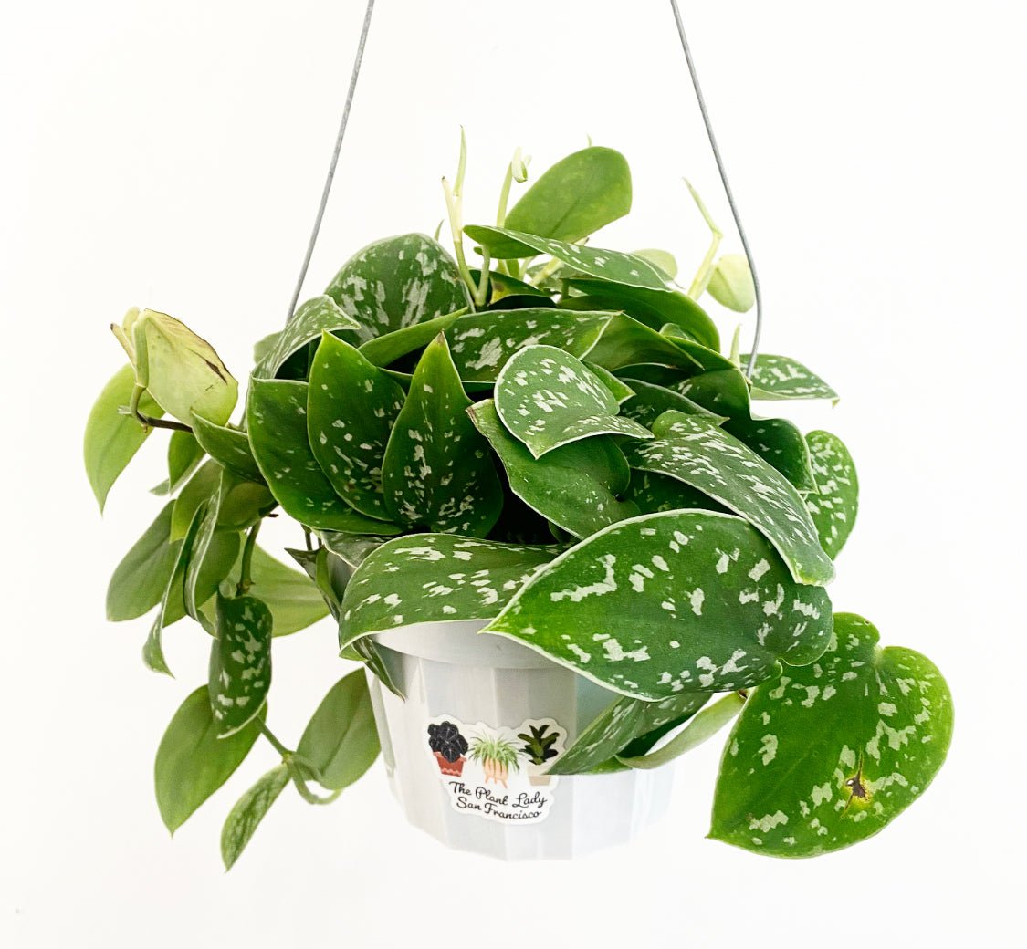 Scindapsus pictus 'Argyraeus' AKA Satin Pothos – The Plant Lady SF